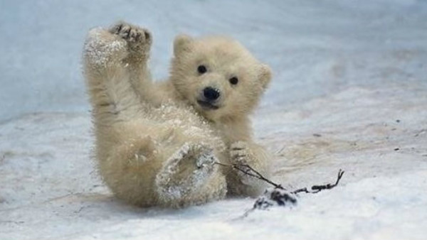 21 Adorably Happy Animals That Will Instantly Make Your Day Better