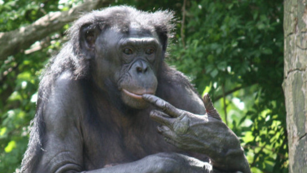 15 Amazing Animals That Prove Humans Are Inferior