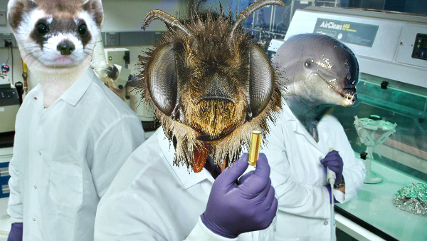10 Weird Animals We're Using In Research