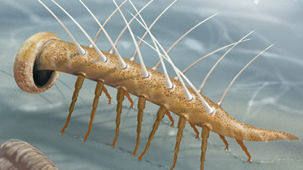 10 Weirdest Extinct Creatures