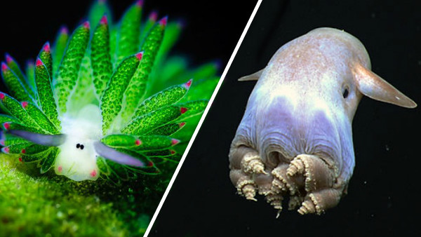 9 Real-Life Creatures That Are Definitely Pokémon