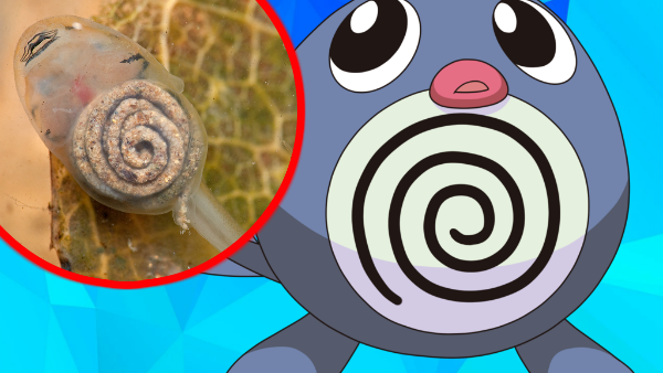 14 Pokémon Based On Bizarre Real Life Creatures