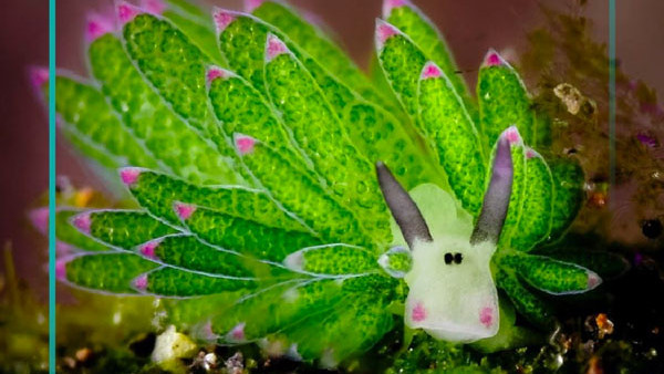 Discover The World's Weirdest Animals