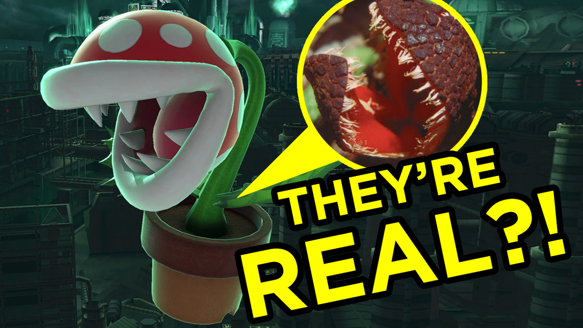 The Truth Behind Super Mario's Piranha Plant