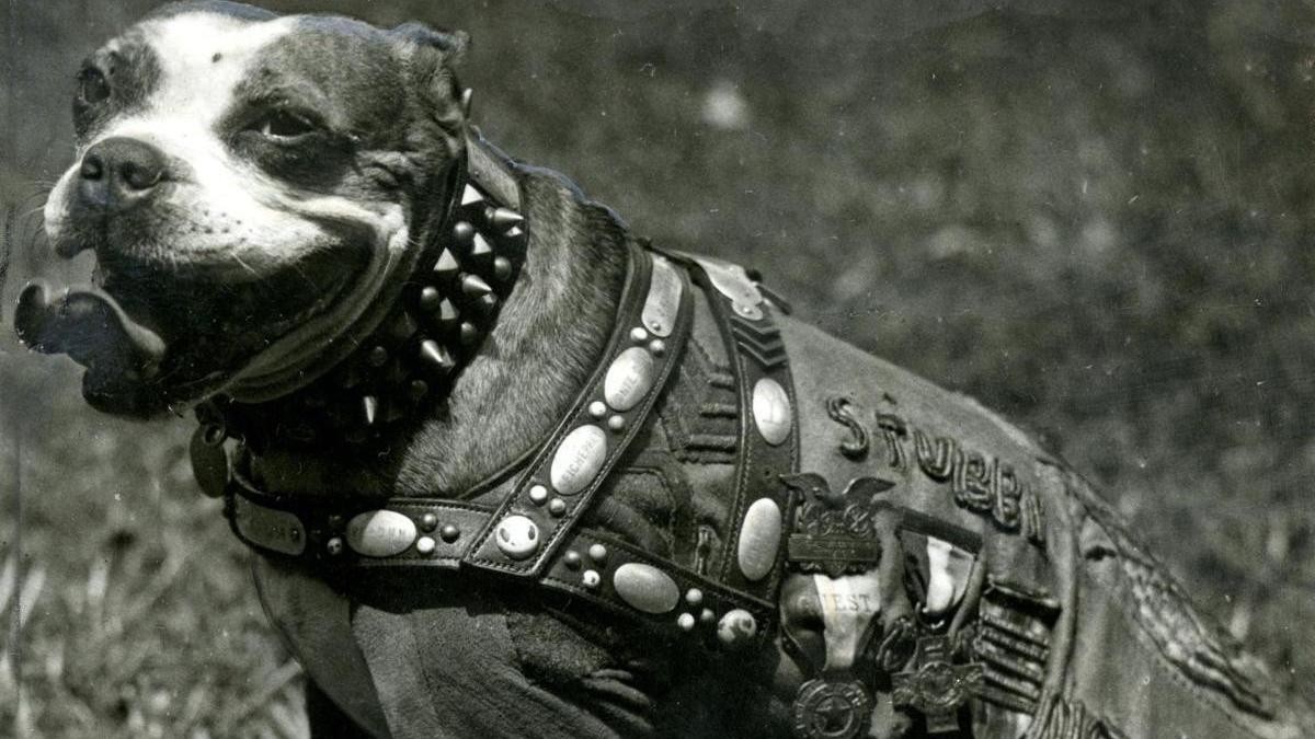 10 Incredible Animal War Heroes